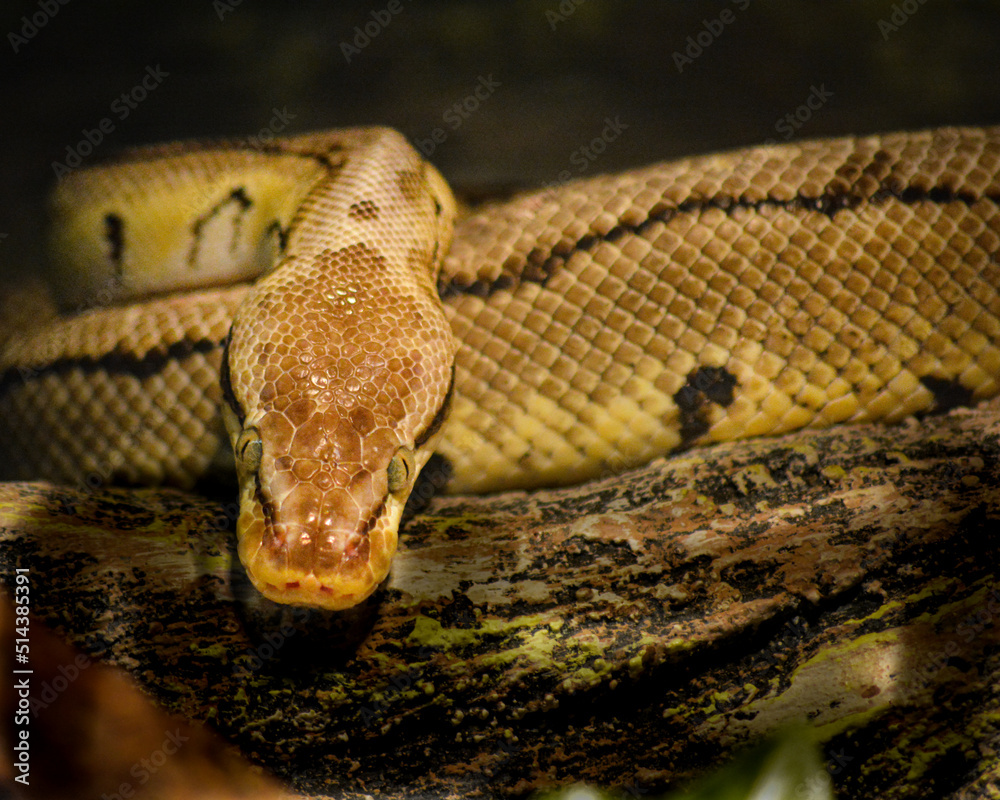 The Ball Python Python Regius Also Called The Royal Python Is A