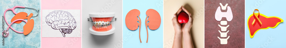 Set of human internal organs on color background, top view Stock Photo ...