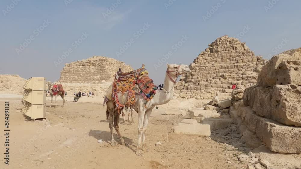 Static view of camels for tourists ride at Giza pyramid complex in ...