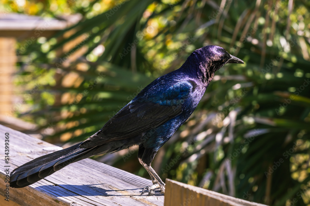 Foto de Bird Rüppell's starling (Lamprotornis purpuroptera, Rueppell's ...