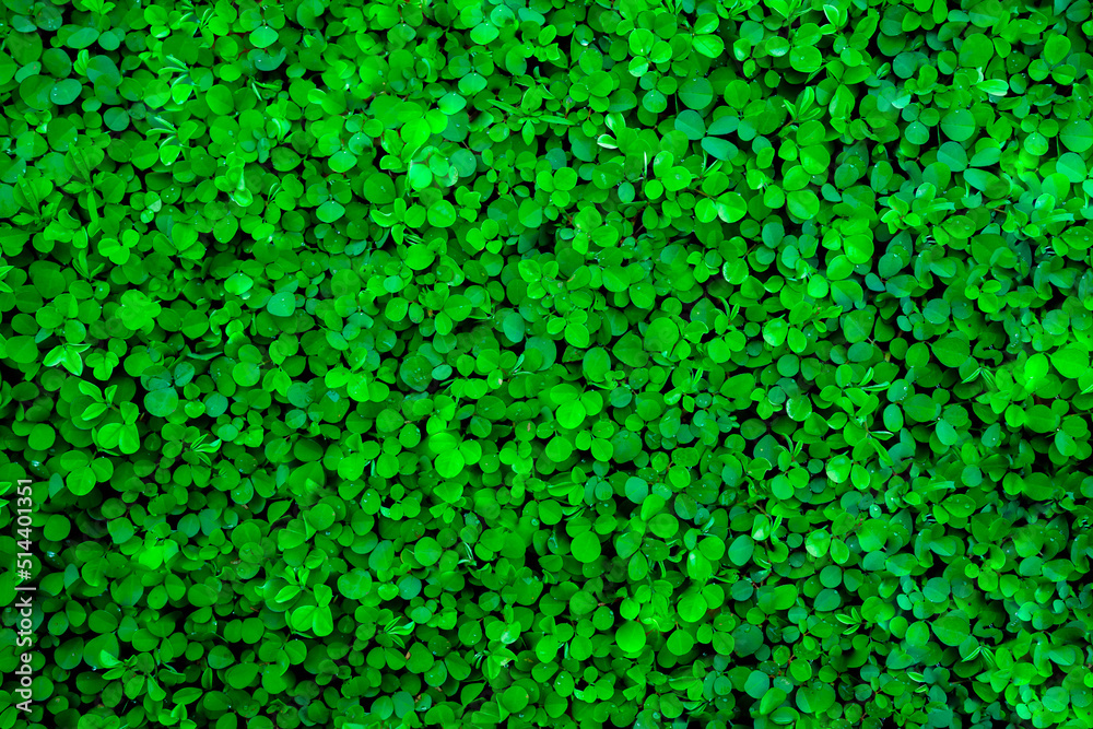 green nature texture background,wallpaper Stock Photo | Adobe Stock