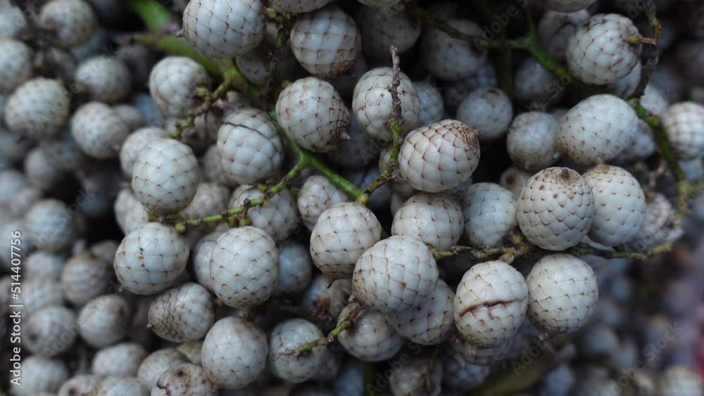 Tropical fruit Calamus tenuis or Canella berries. This climbing palm ...