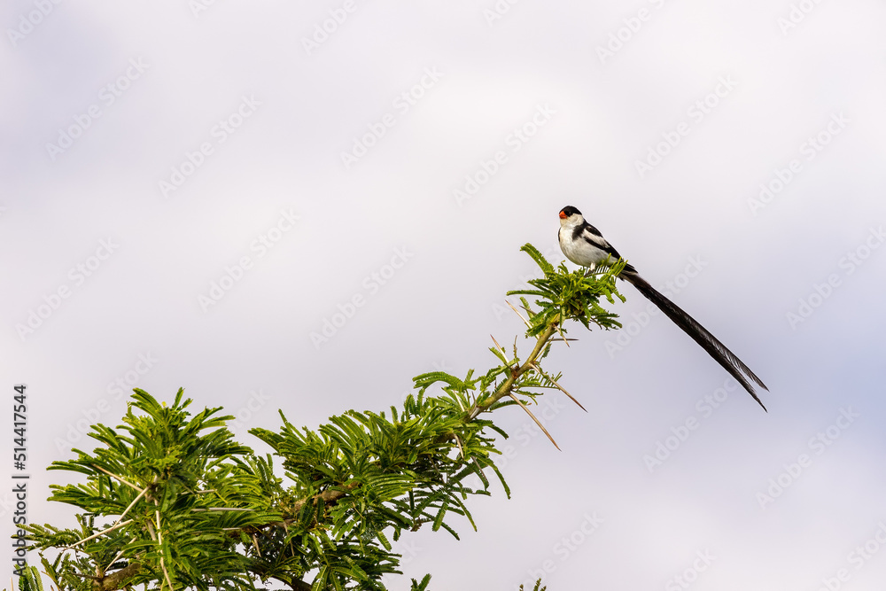 A pin-tailed whydah, vidua macroura, perched on a thorny acacia branch ...