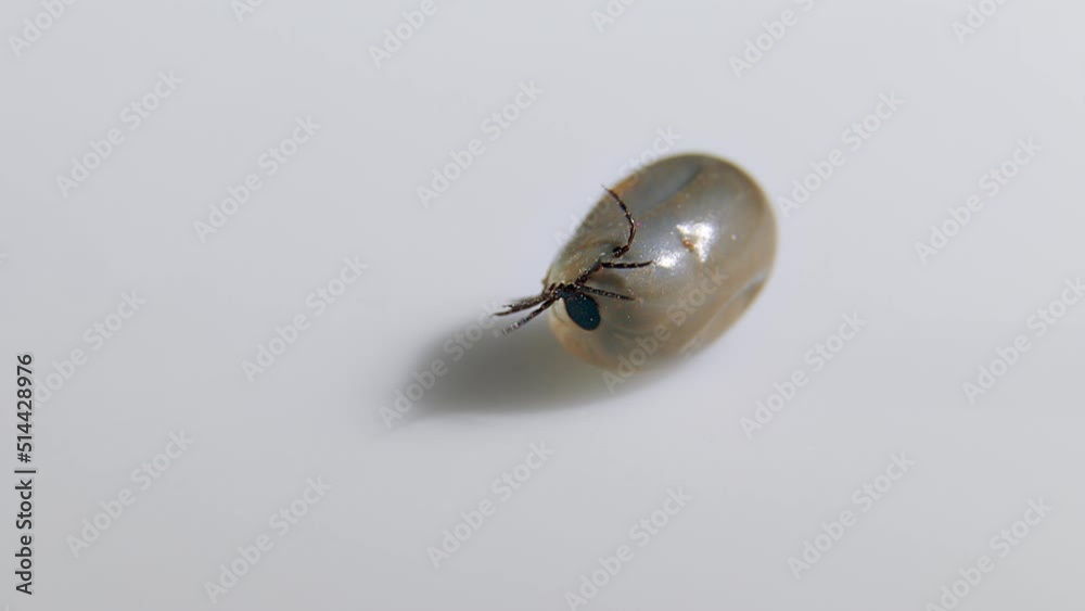 One Tick moves its paws and tries to roll over. The parasite tick lies ...