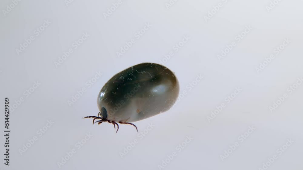 Ticks (order Ixodida) are parasitic arachnids. A blood-fed tick crawls ...