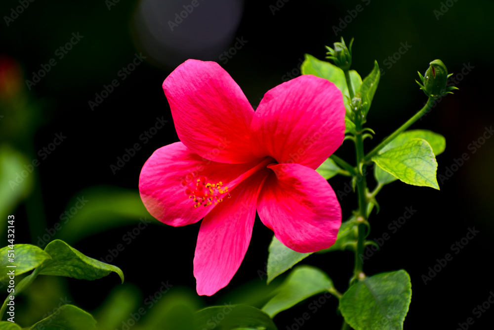 Foto de Close up of Hibiscus rosa-sinensis, known colloquially as ...