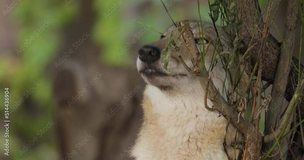 Wolf (Canis lupus), also known as the gray wolf is the largest extant ...