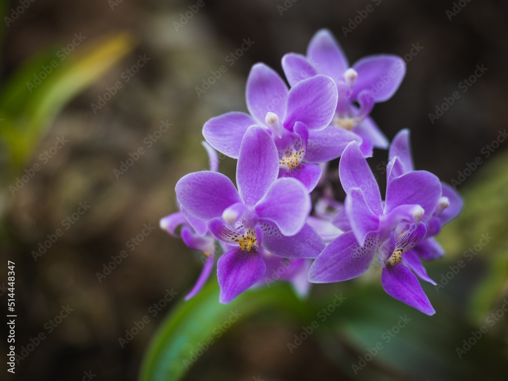 Phalaenopsis equestris is an orchid of the genus Phalaenopsis ...