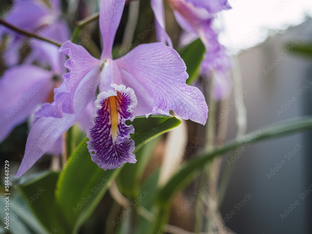 Cattleya lueddemanniana plant of Venezuelan origin Stock Photo | Adobe ...
