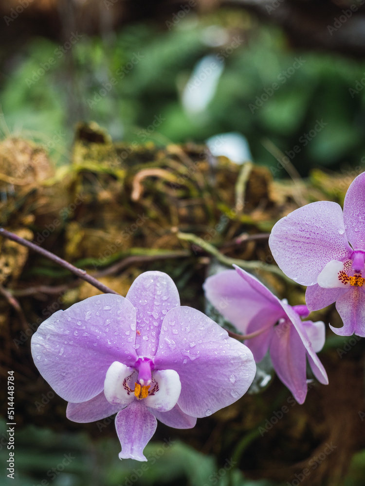 Phalaenopsis schilleriana is an orchid of the Phalaenopsis genus of the ...