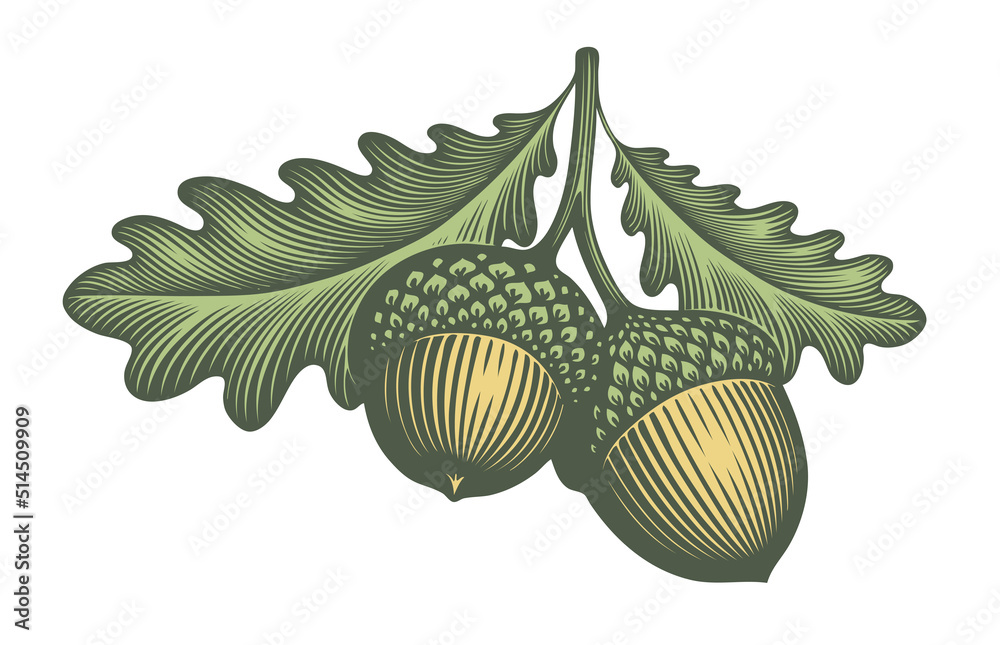 Acorn. Editable hand drawn illustration. Vector vintage engraving. 8 ...