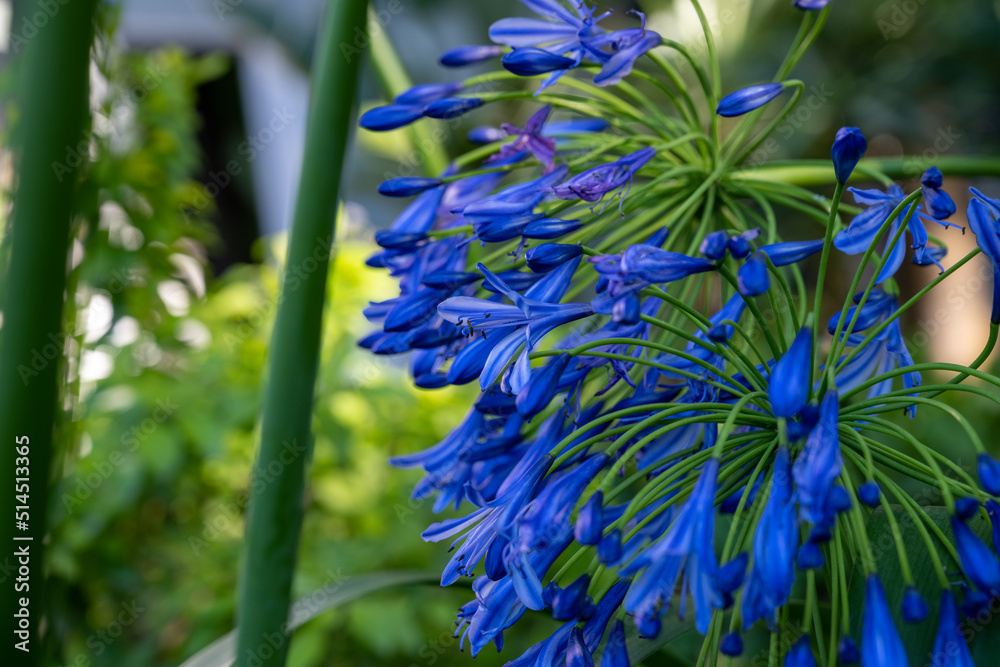 Agapanthus blue flowers in the garden. Lily African lily flowering ...