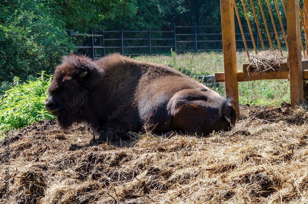 This is a picture of an American bison, or bison bison resting in the yard, Sofia, Bulgaria ...