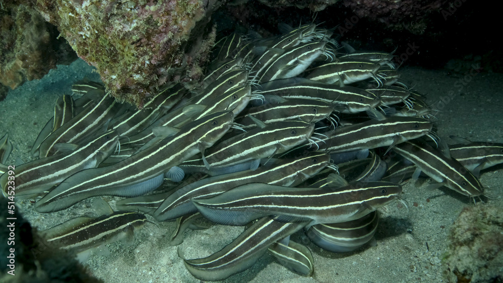 School of Striped Catfish are hiding inside a coral cave. Striped Eel ...