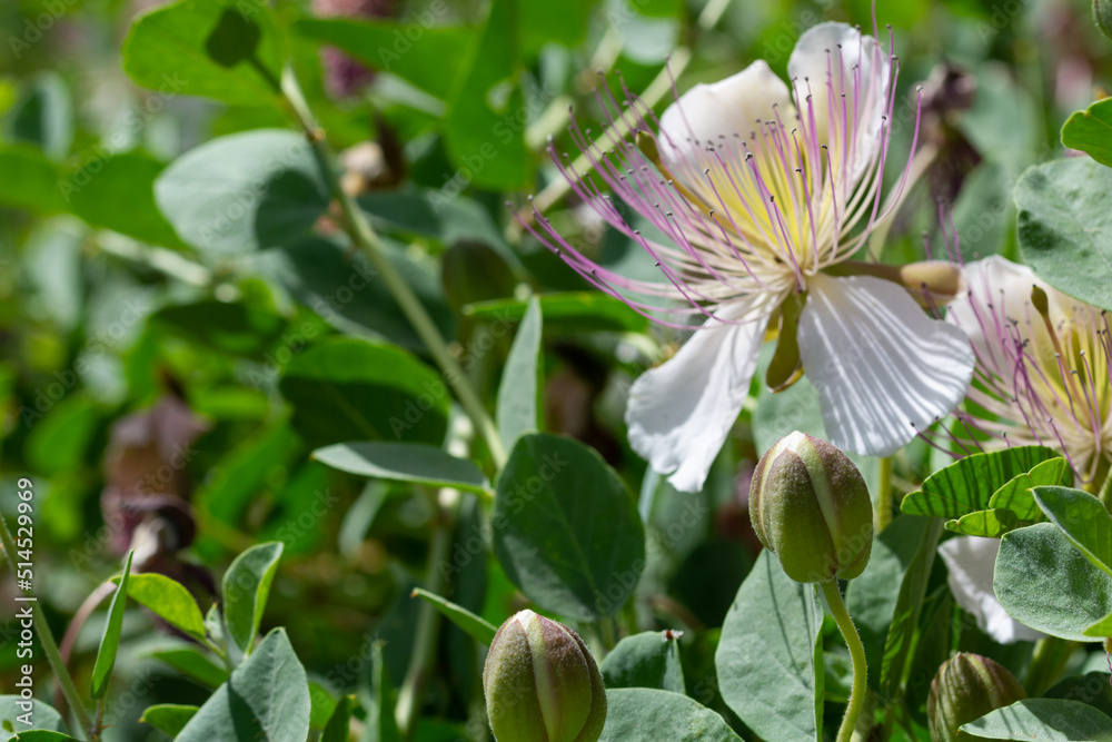 Detail of buds and a beautiful caper flower (Capparis spinosa) with ...