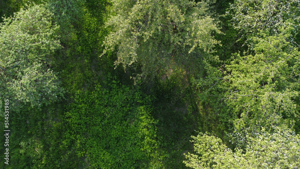 Aerial top view forest tree, Rainforest ecosystem and healthy ...