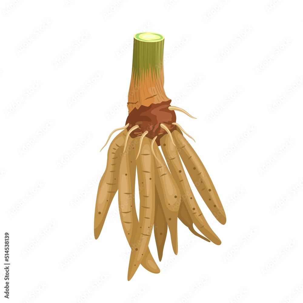 Vector illustration of Finger root, also known as Chinese Ginger ...