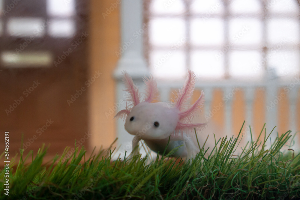 small Axolotl (Ambystoma mexicanum) walking on a grass in aquarium ...