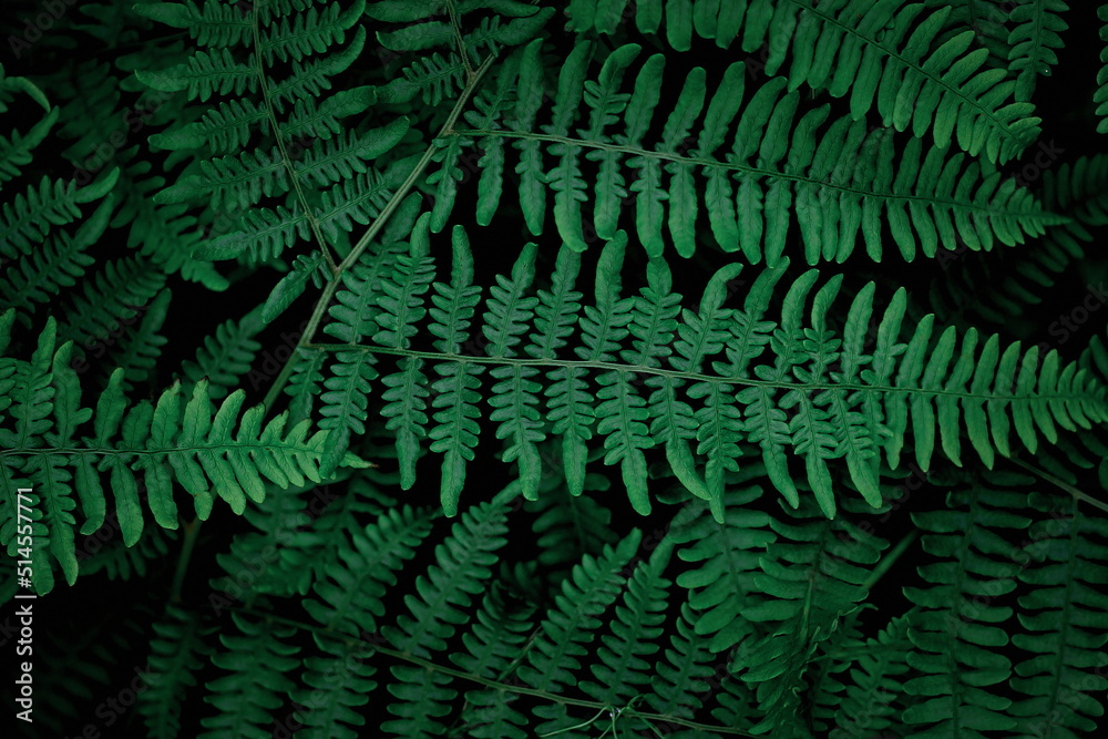 Beautiful background of ferns green foliage leaves. Dense thickets of ...