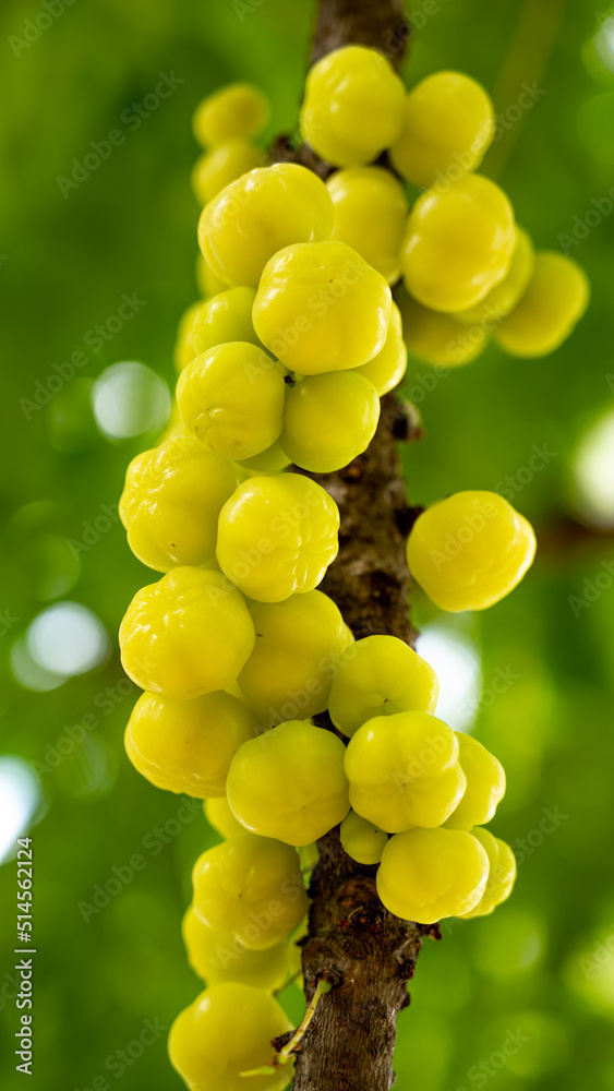 Phyllanthus acidus, known as the Otaheite Gooseberry, Malay, Tahitian ...