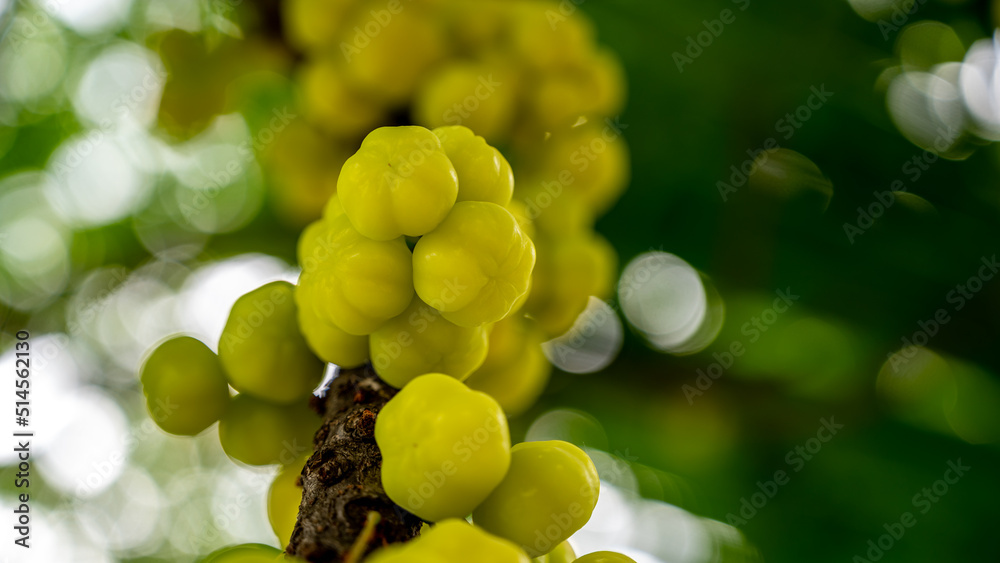 Phyllanthus acidus, known as the Otaheite Gooseberry, Malay, Tahitian ...