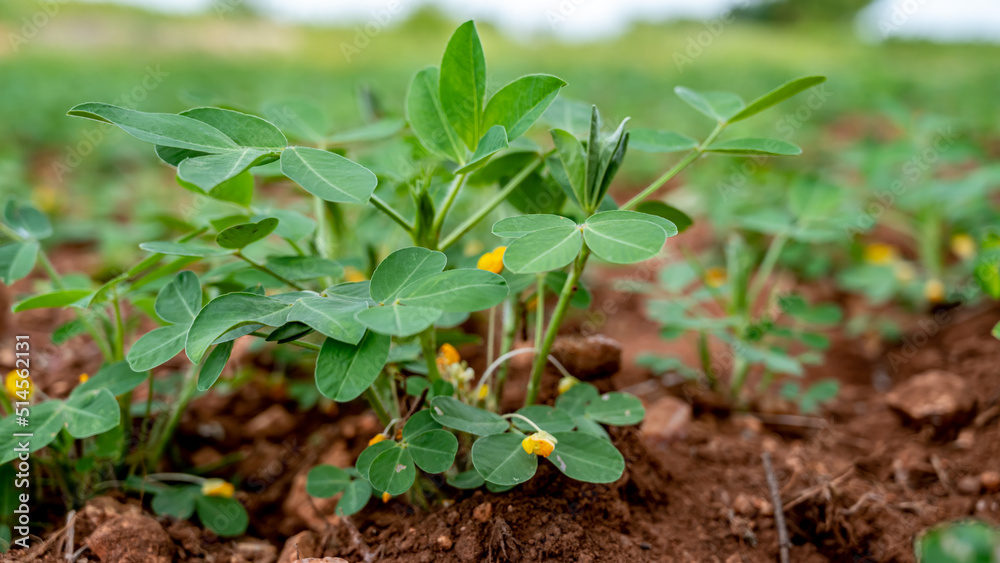 peanut, also known as the groundnut, goober, pindar, or monkey nut, and ...