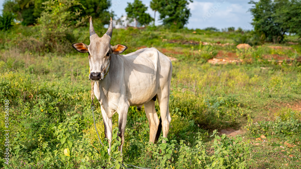 The Kangayam or Kangeyam cattle is an Indian breed of draught cattle ...