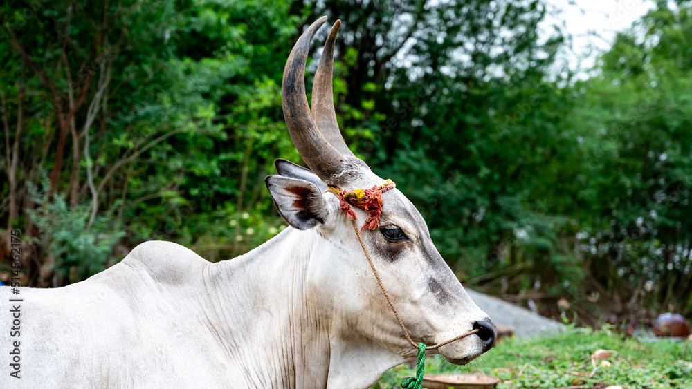 The Kangayam or Kangeyam cattle is an Indian breed of draught cattle ...