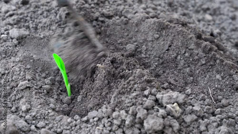 A hand plants a germinated corn sprout in the soil and tamps down with ...