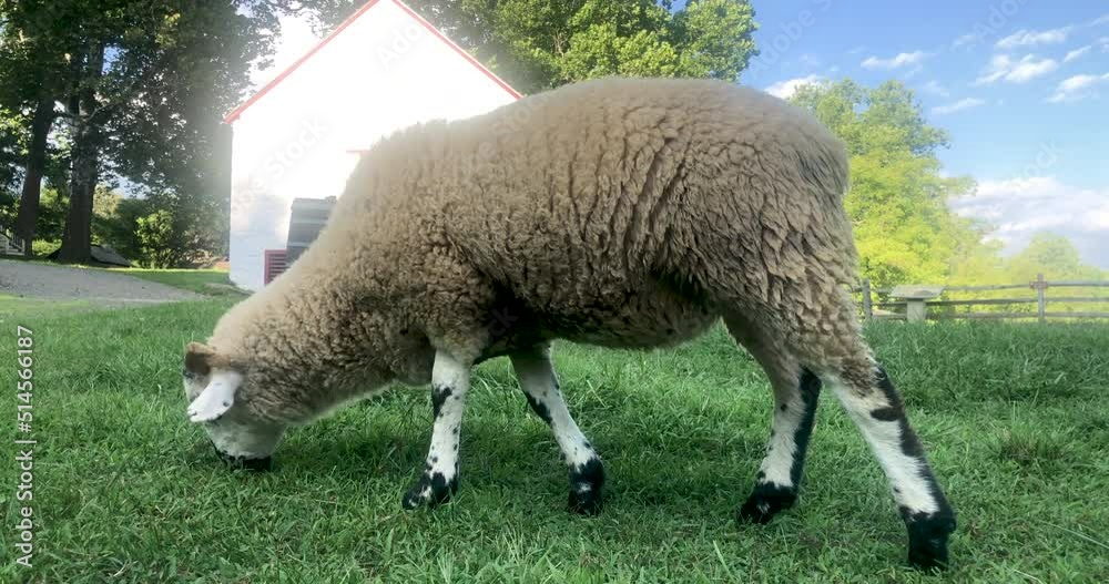 Closeup side view of white sheep with black spots grazing in green ...
