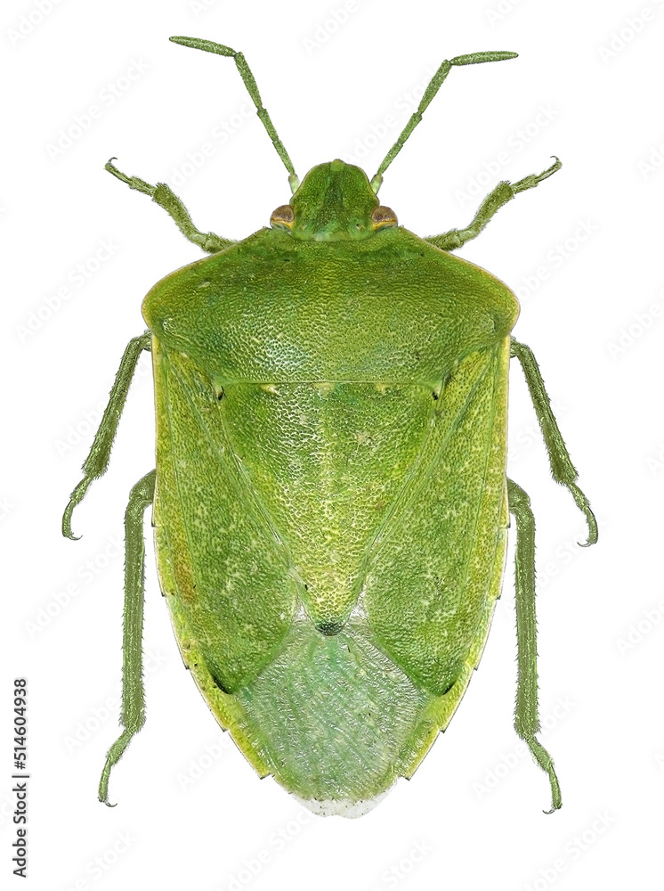 Southern Green Shieldbug, Nezara viridula (Heteroptera: Pentatomidae ...
