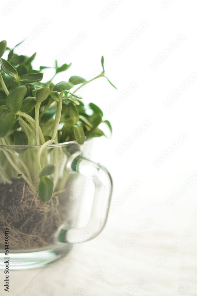 Close-up of sunflower microgreens - green leaves on a w ite background ...
