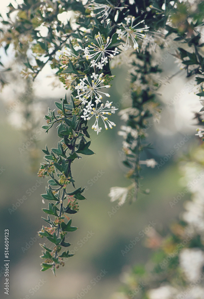 Trailing branches and white flowers of the Western Australian native ...