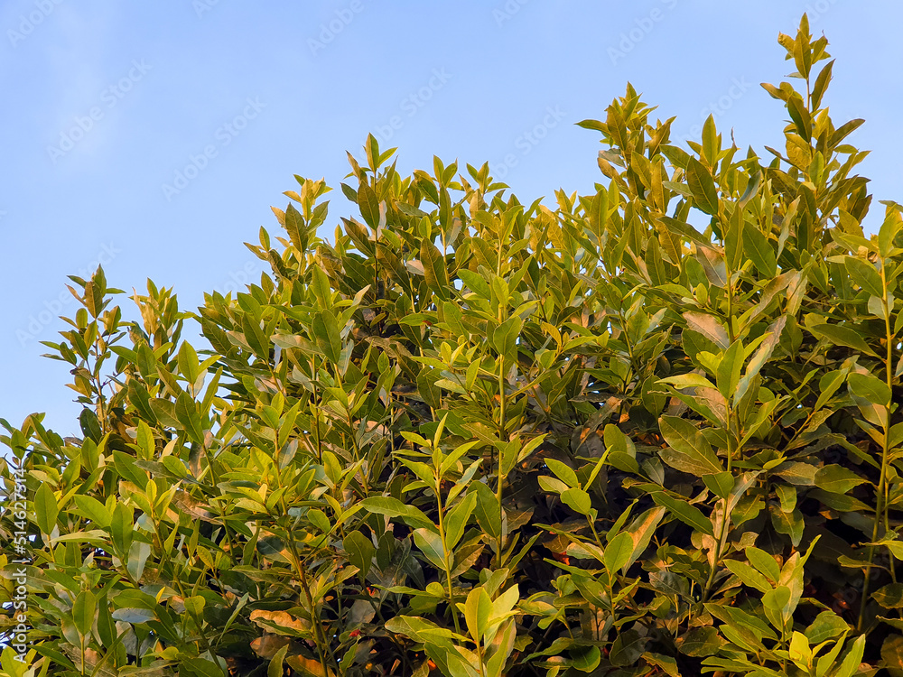 Arbol de laurel ramas y hojas Stock Photo | Adobe Stock