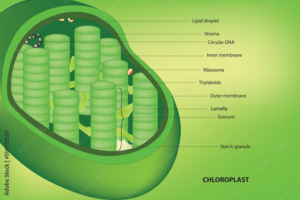 Chloroplast Stock Vector | Adobe Stock