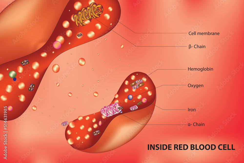 Red blood cell Inside Anatomy เวกเตอร์สต็อก | Adobe Stock