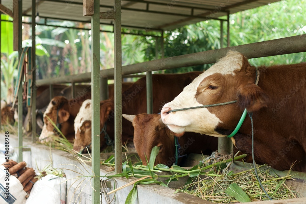Livestock - Group of cows or cattle are prepared for sacrifices on Eid ...