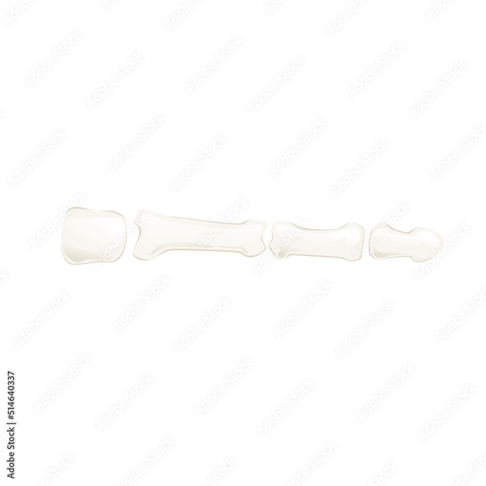 Human finger skeletal structure isolated on white background. Vector ...