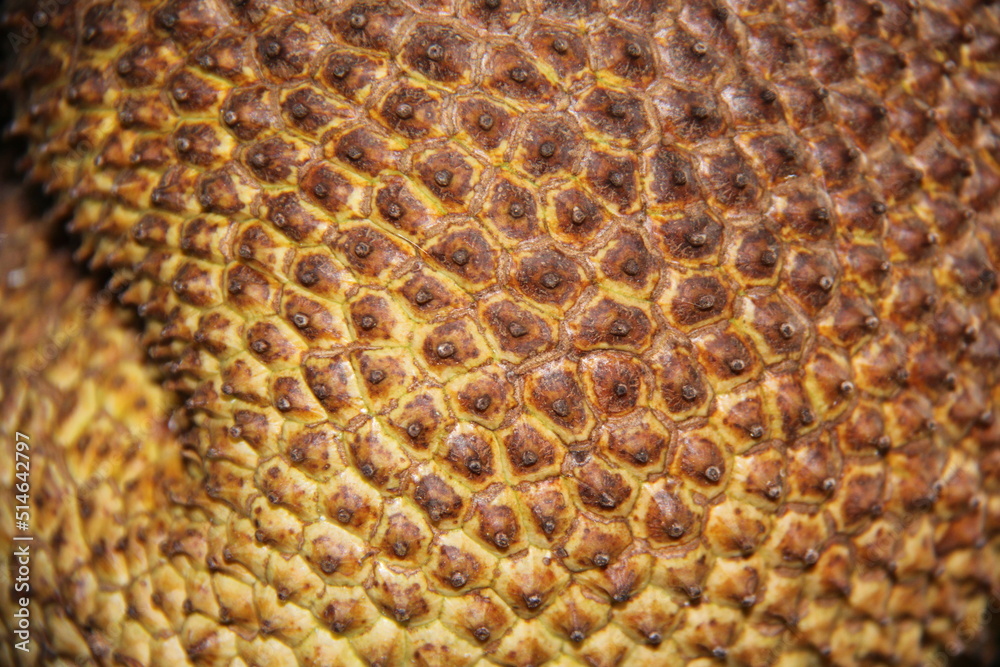 Jackfruit bark surface, full screen, backgrounds and textures ...