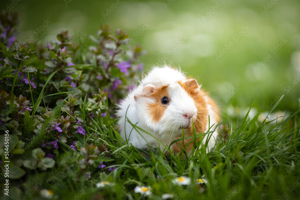 Guinea Pig in the Grass Stock Photo | Adobe Stock