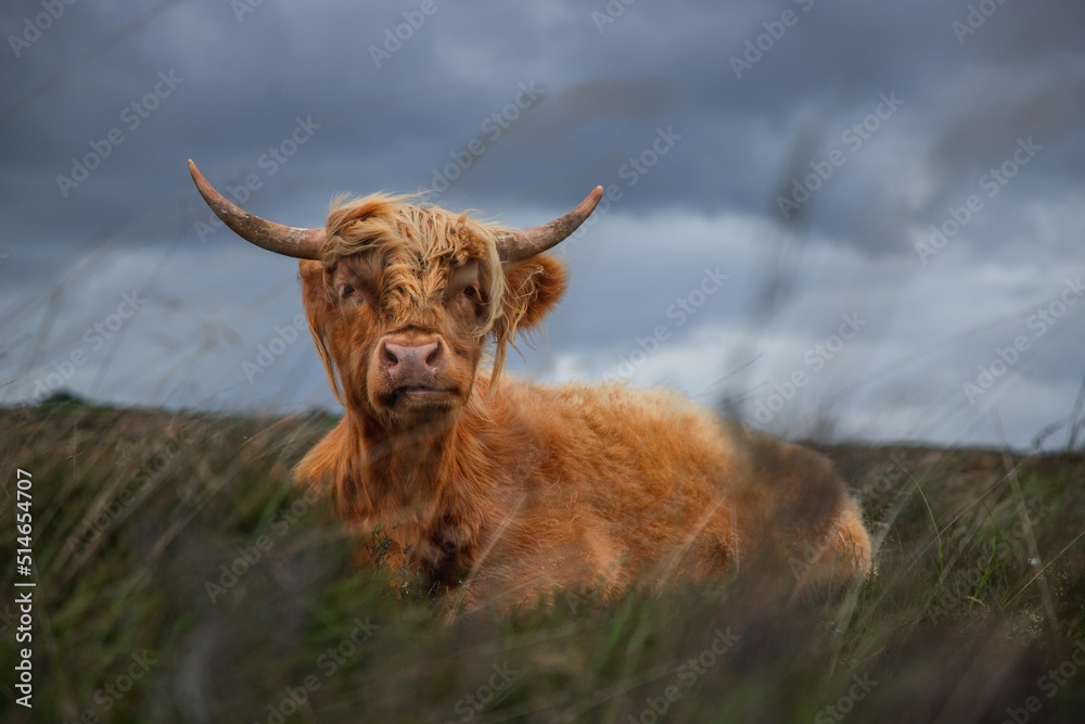 Highland cow in rugged and grassy landscape Stock Photo | Adobe Stock