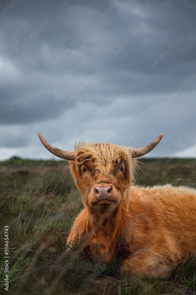Highland cow in rugged and grassy landscape Stock Photo | Adobe Stock