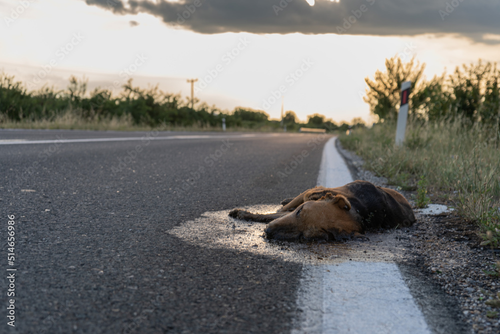 Dead Dog on a Road Stock Photo | Adobe Stock