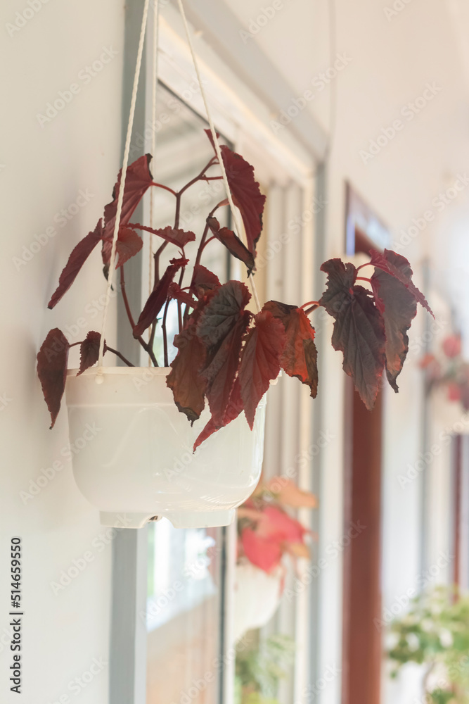 Tropical houseplants. Begonia Black Magic Plant (Painted-Leaf Begonia ...