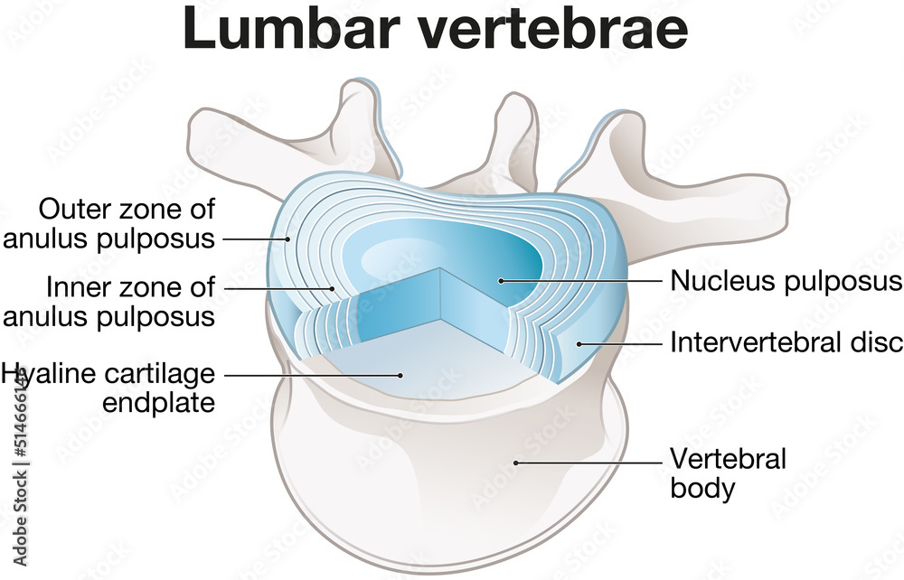 Intervertebral Disc Endplate