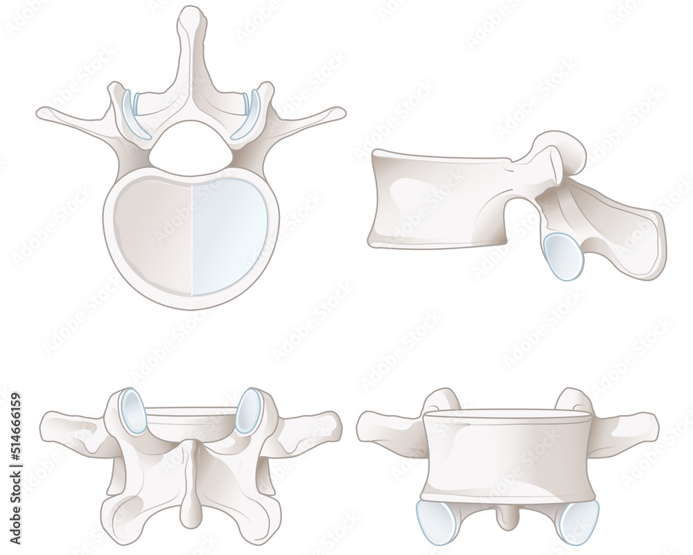 Healthy lumbar vertebrae. Different views. Labeled illustration Stock ...