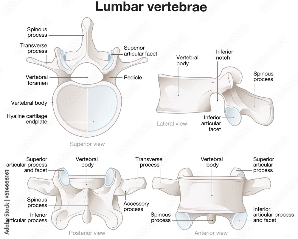 Healthy Lumbar Vertebrae Different Views Labeled Illustration Stock