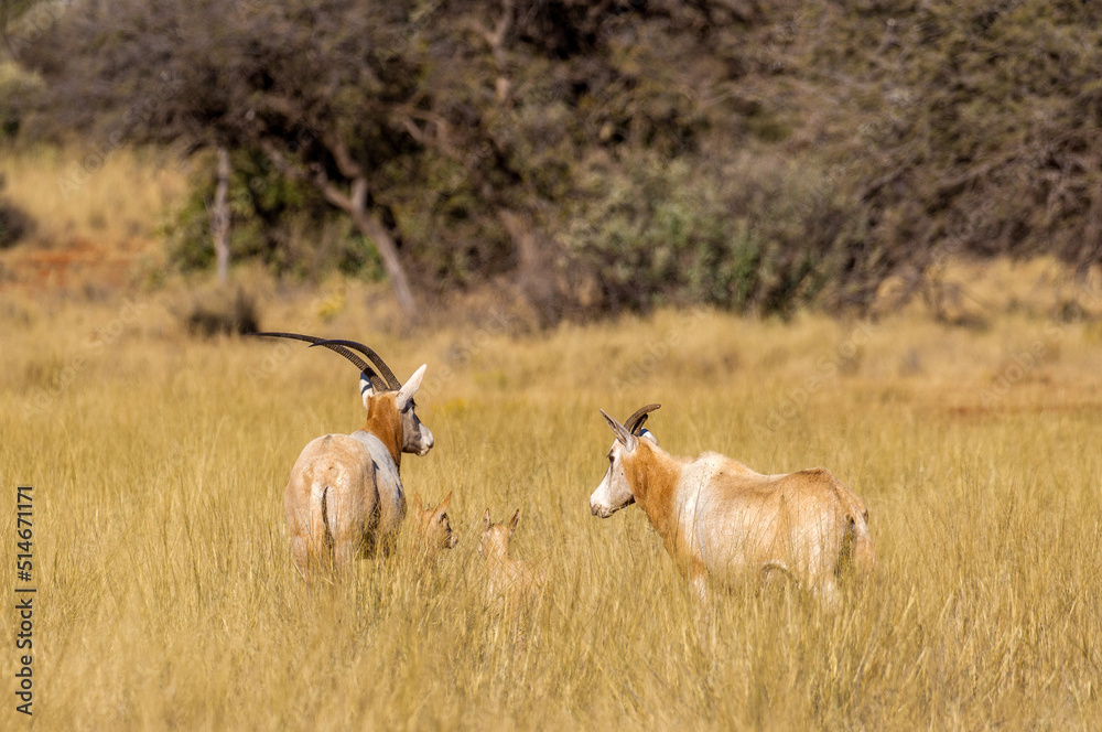 Scimitar Oryx, Sahara Oryx or Scimitar-horned Oryx with two calves, on ...