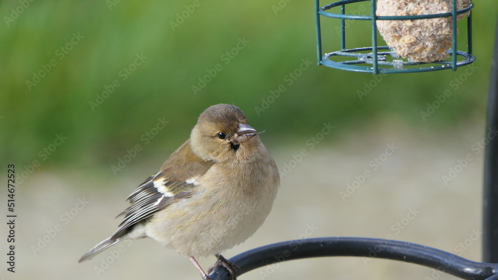Common chaffinch sick Trichomoniasis Canker Fat finch in UK Stock Photo ...