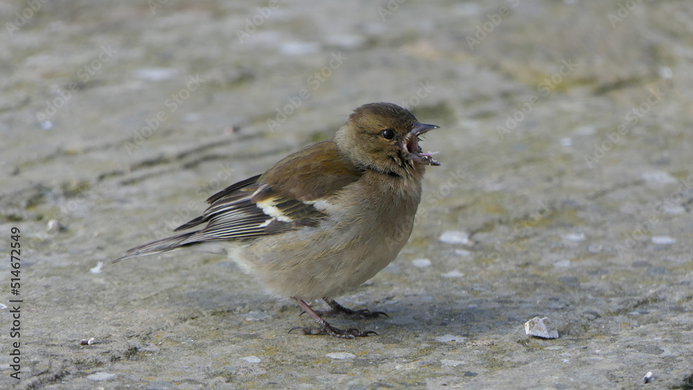 Common chaffinch sick Trichomoniasis Canker Fat finch in UK Stock Photo ...